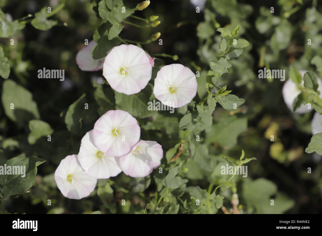 bindweed, allthough a kind of plague, this plant has beautiful flowers ...
