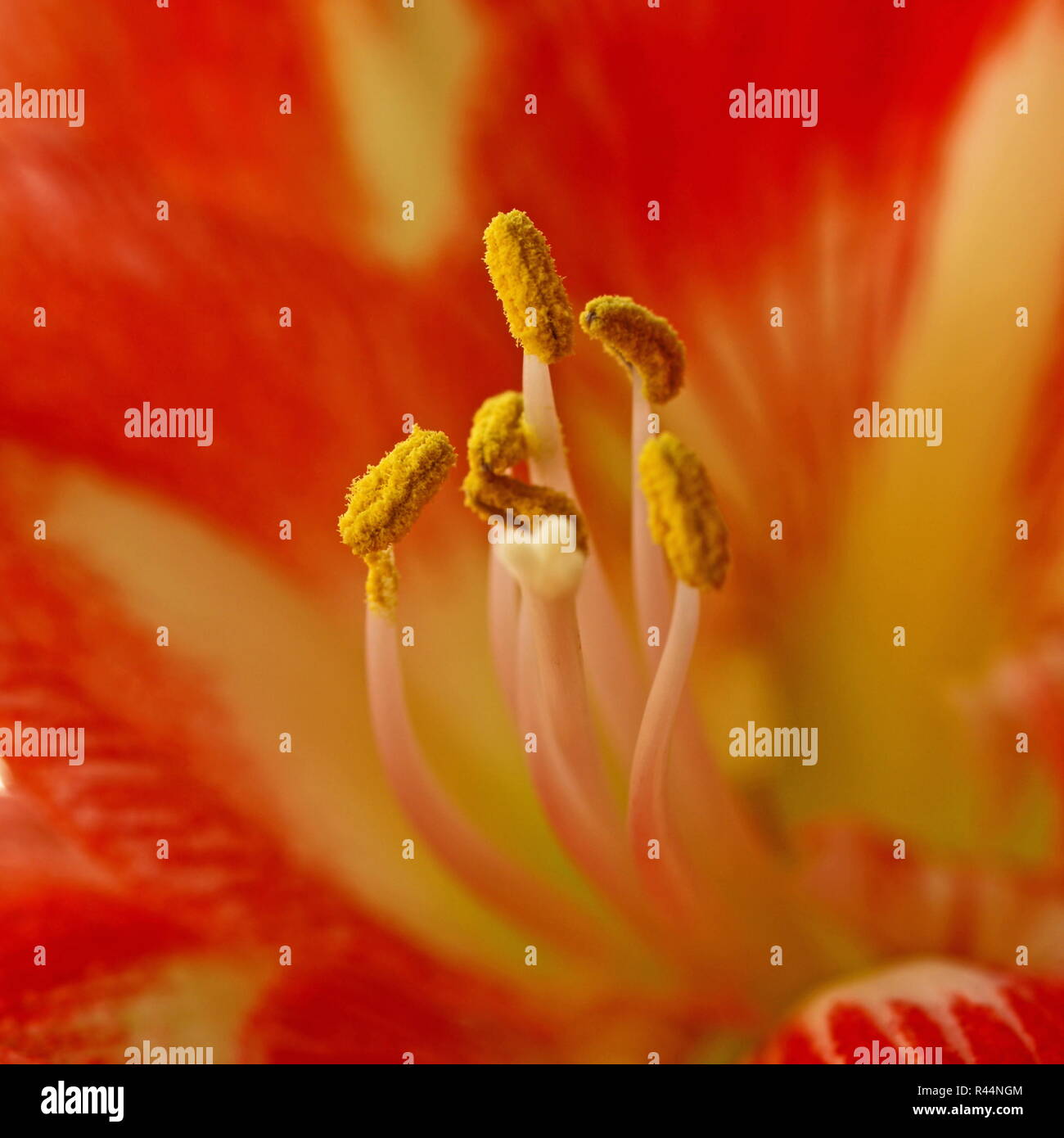 dance of the stamens Stock Photo - Alamy