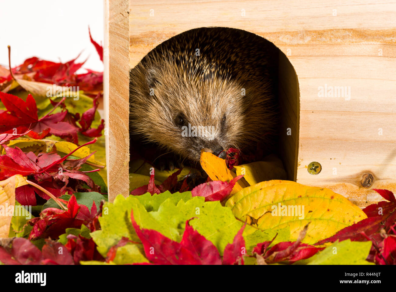 Hedgehog leaving its wooden house Stock Photo - Alamy