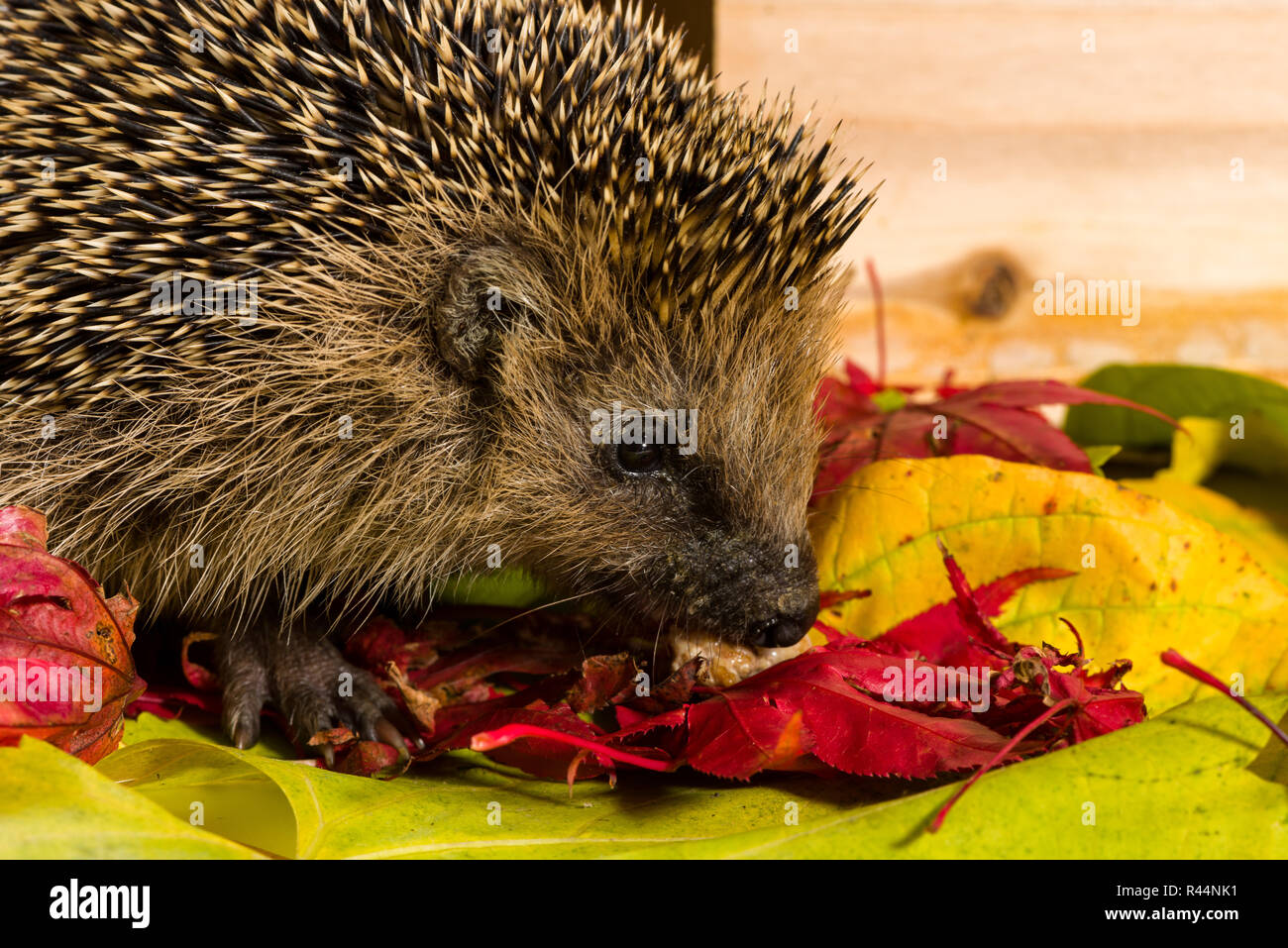 Hedgehog eating meat hi-res stock photography and images - Alamy