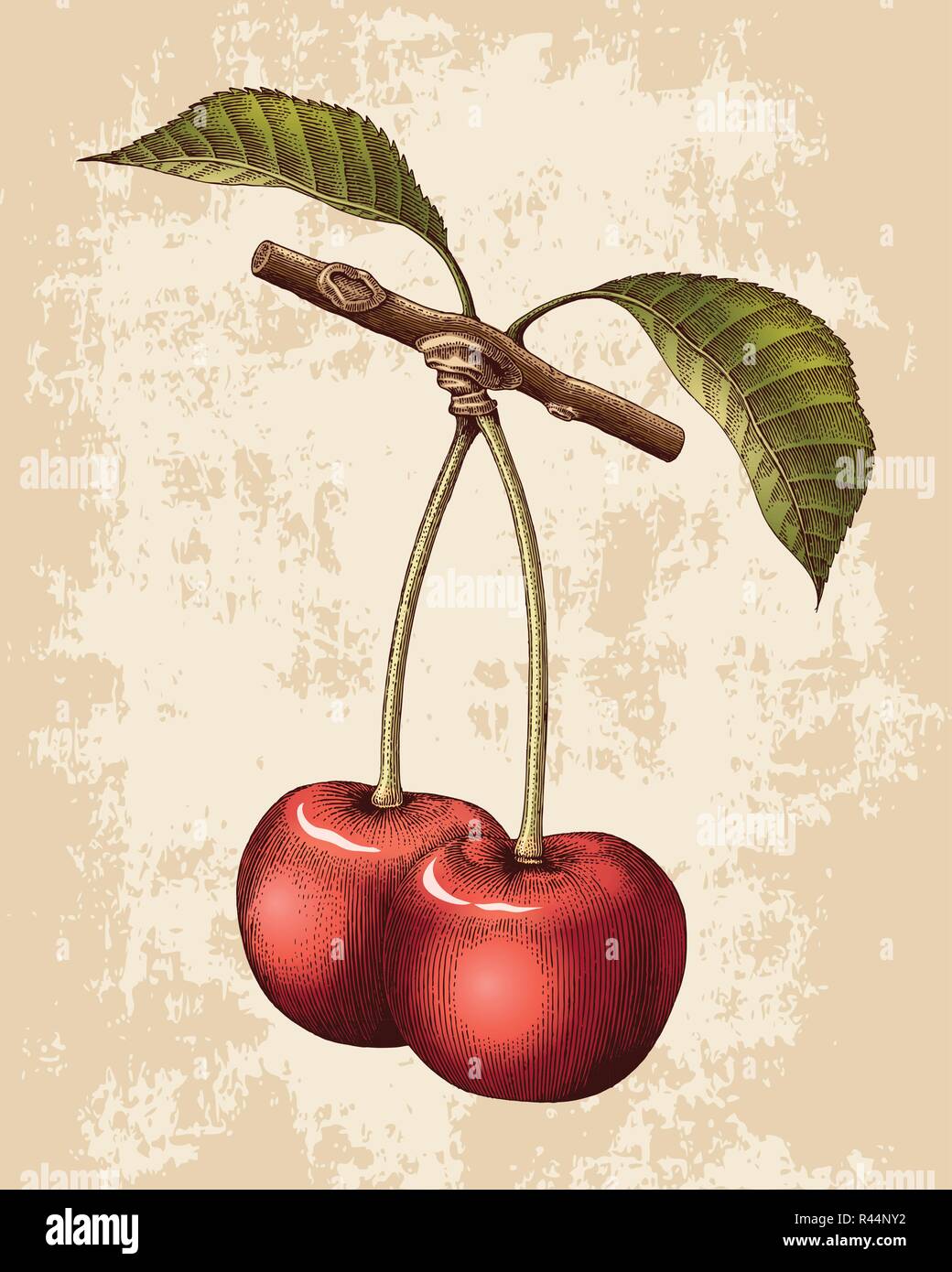 Cherry hand drawing vintage engraving illustration Stock Vector Image ...