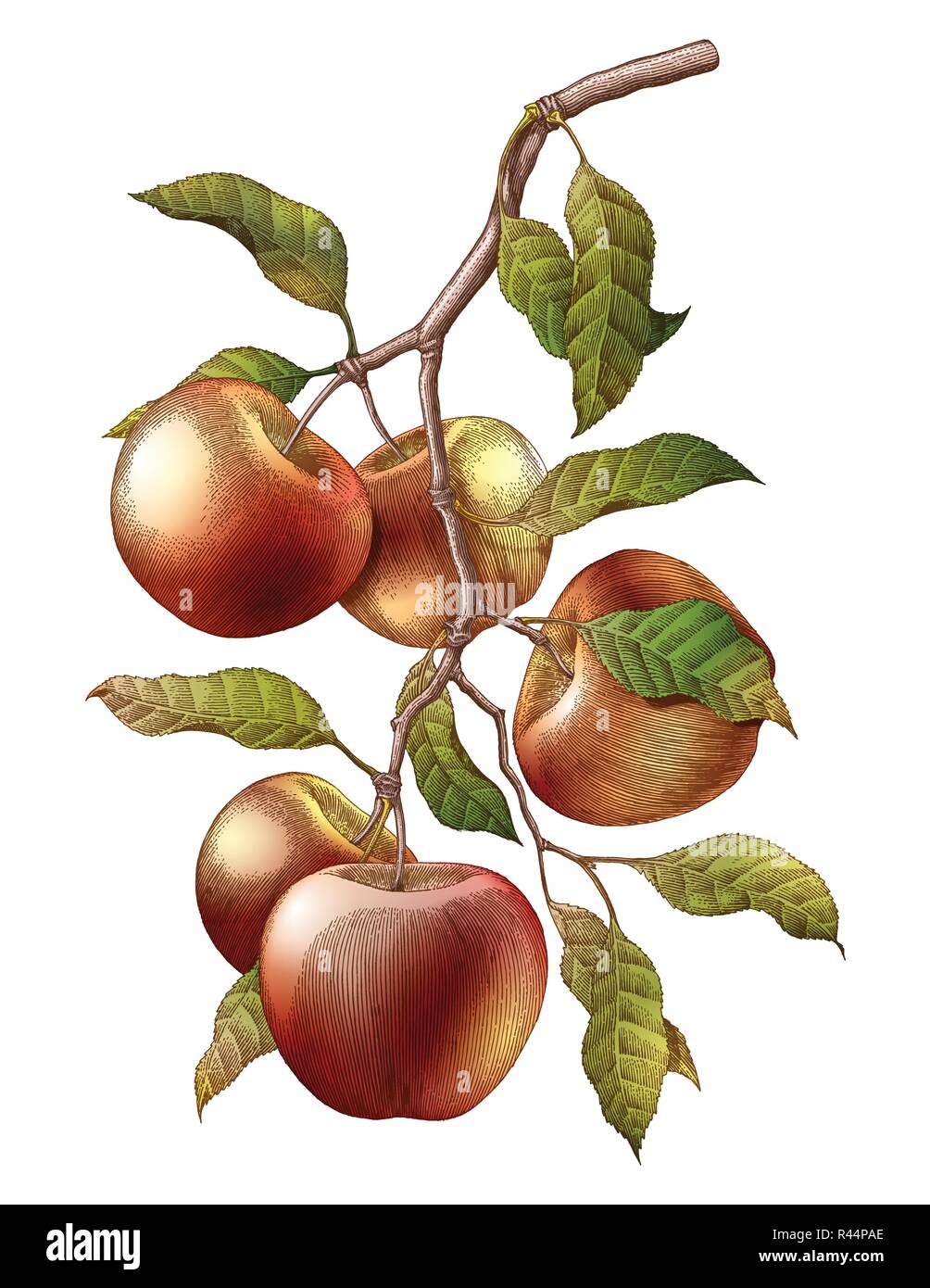 Old apples on tree branch Stock Vector Images - Alamy