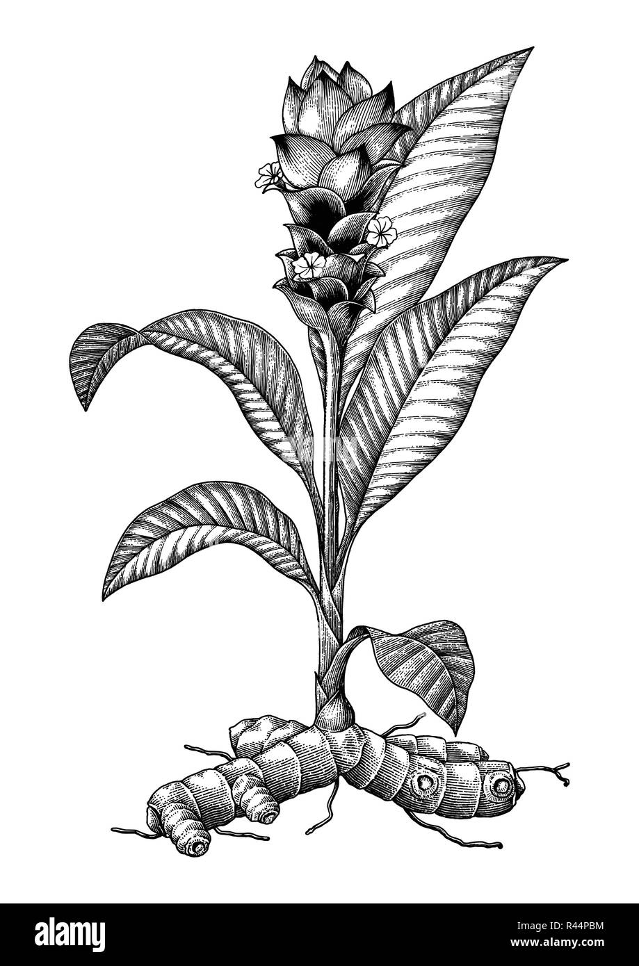 Tumeric botanical hand drawing engraving vintage illustration Stock ...