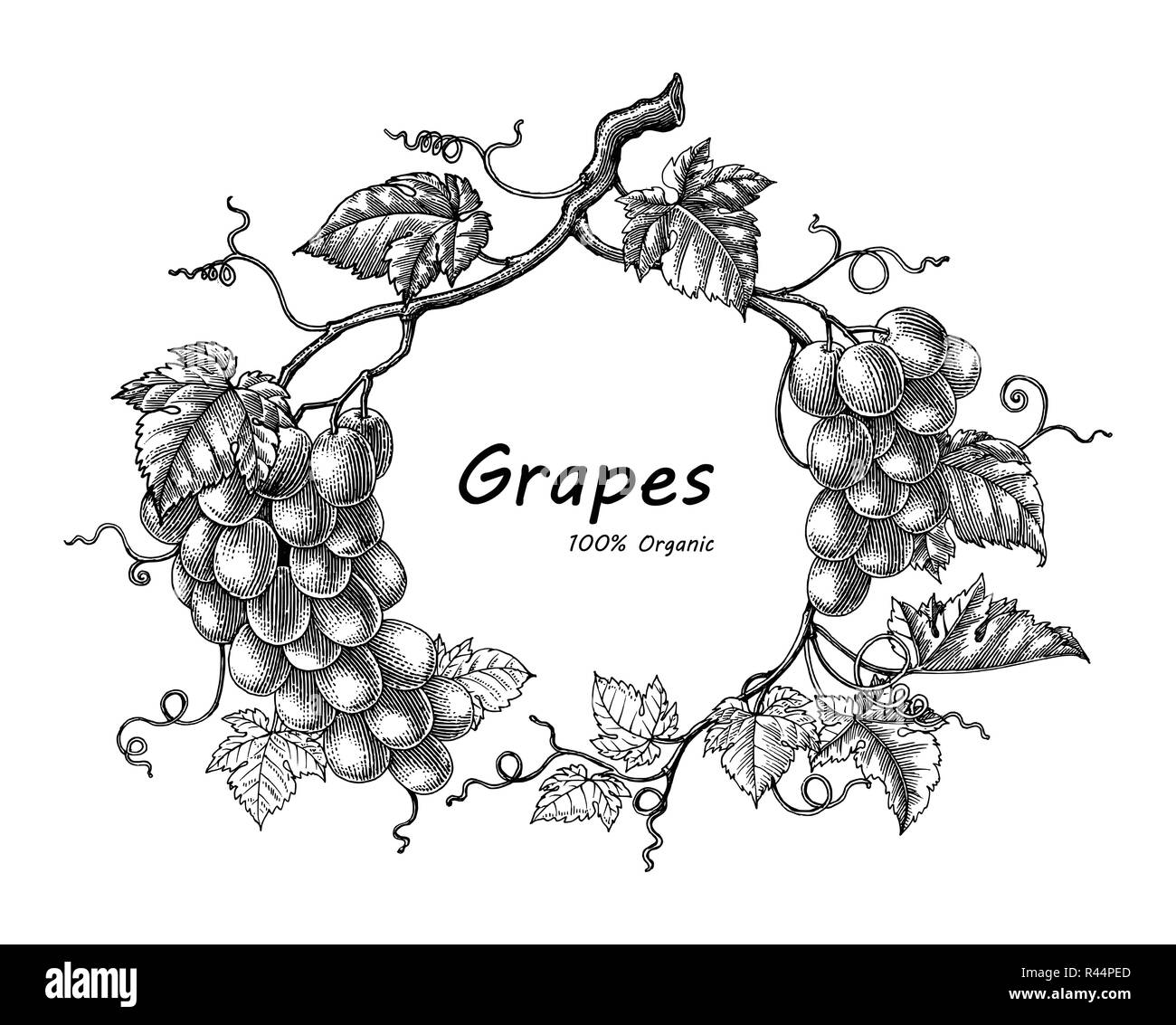 Grapes frame hand drawing vintage engraving illustration Stock Vector ...