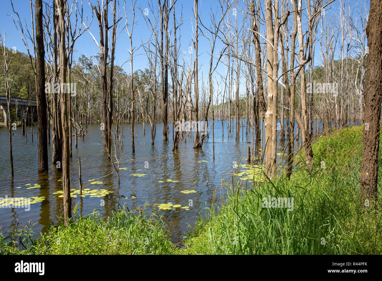 Hinze dam lake hi-res stock photography and images - Alamy