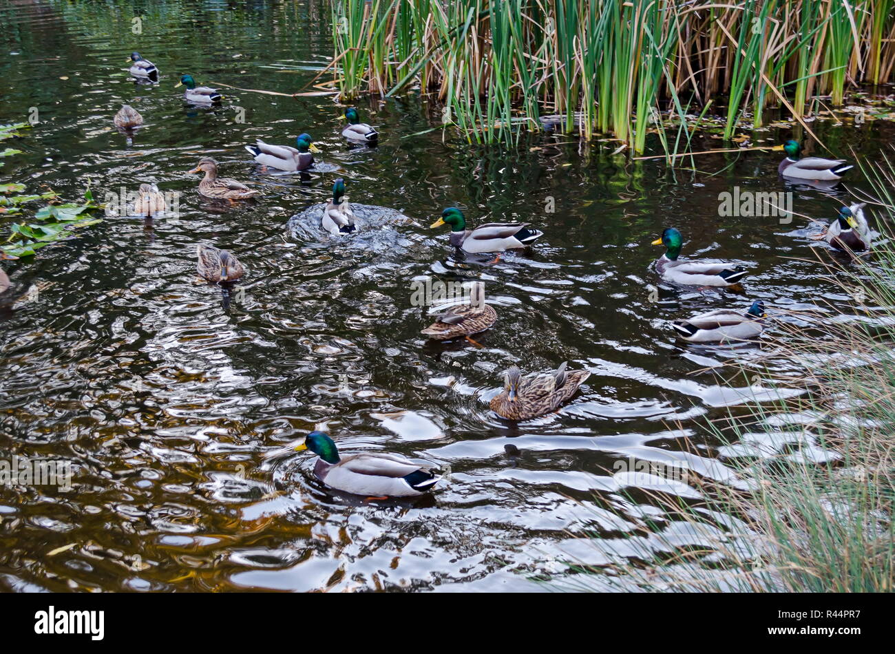 Group male and female of mallard ducks plunge on a autumnal lake with ...