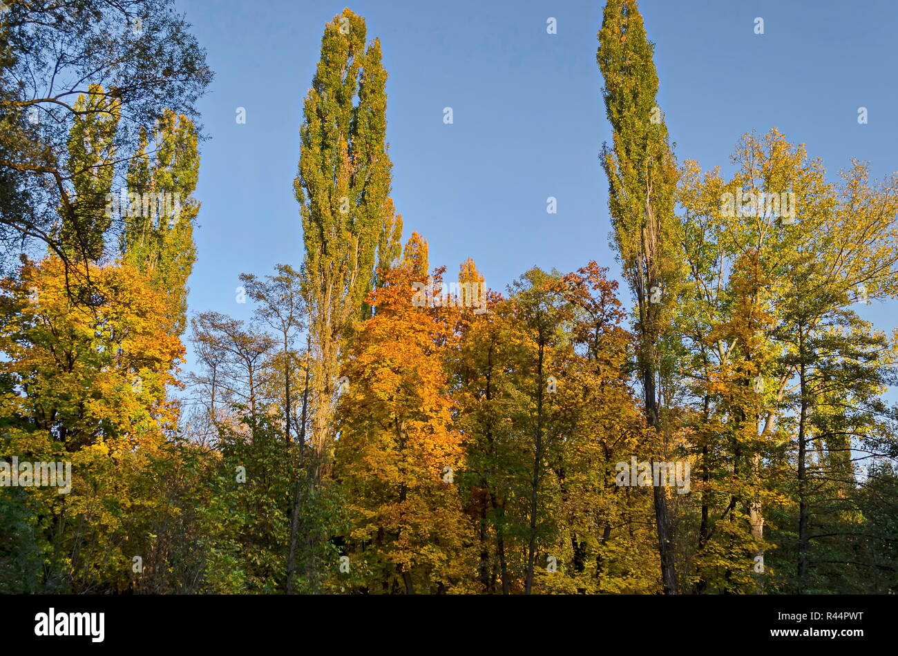 Natural background part from autumnal multicolor forest on the blue sky ...