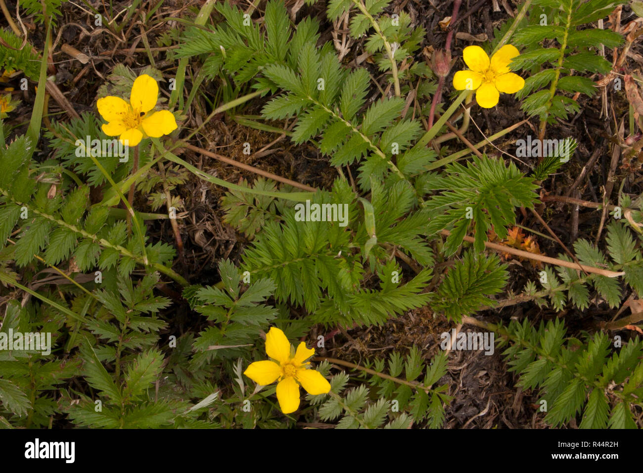 common silverweed or silver cinquefoil Stock Photo - Alamy