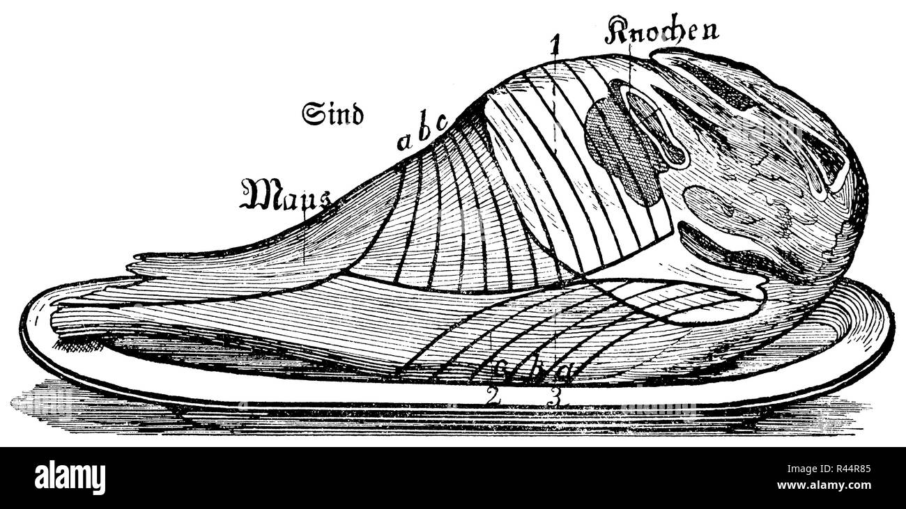 leg of mutton Stock Photo - Alamy
