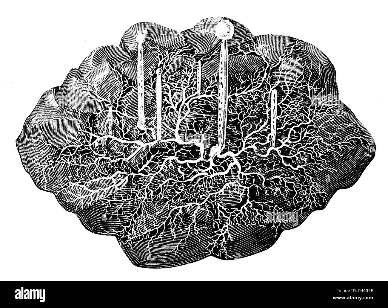 Black mold Black and White Stock Photos & Images - Alamy