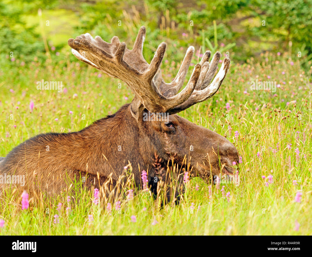 Moose in the Meadow Stock Photo - Alamy