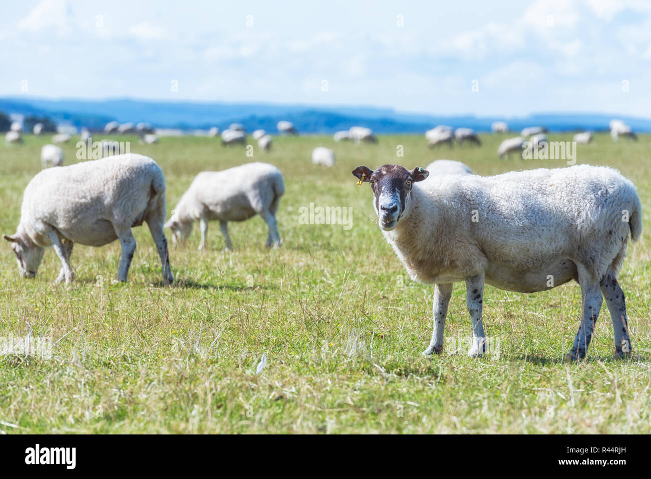 Scotland summer snow hi-res stock photography and images - Alamy
