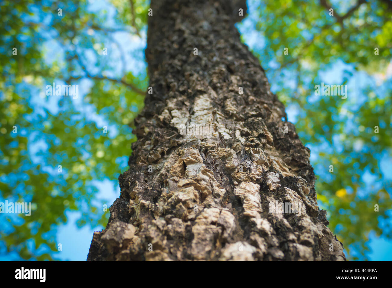 The warm spring sun shining through the canopy of tall beech trees ...