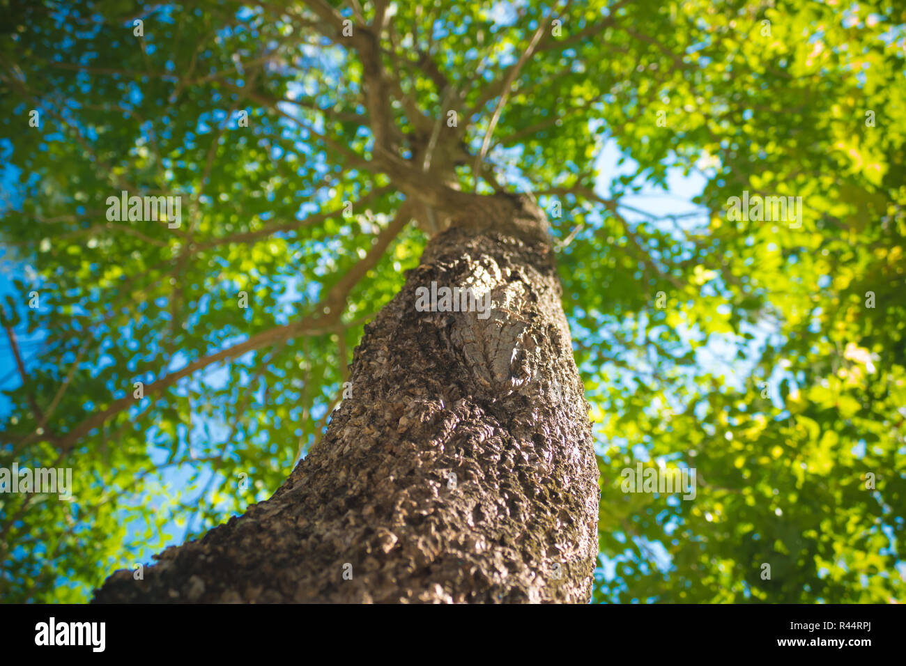 The warm spring sun shining through the canopy of tall beech trees ...