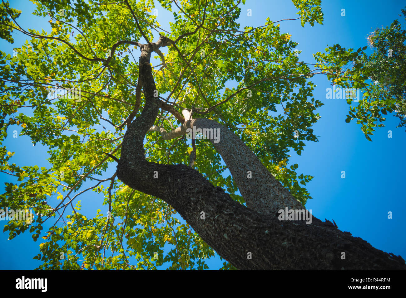 The warm spring sun shining through the canopy of tall beech trees ...