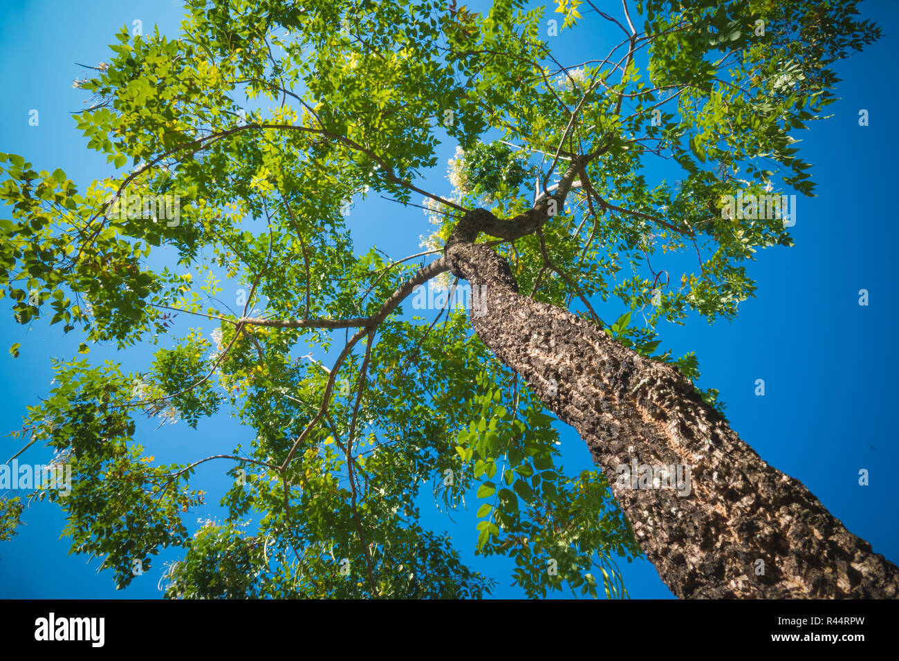 The warm spring sun shining through the canopy of tall beech trees ...