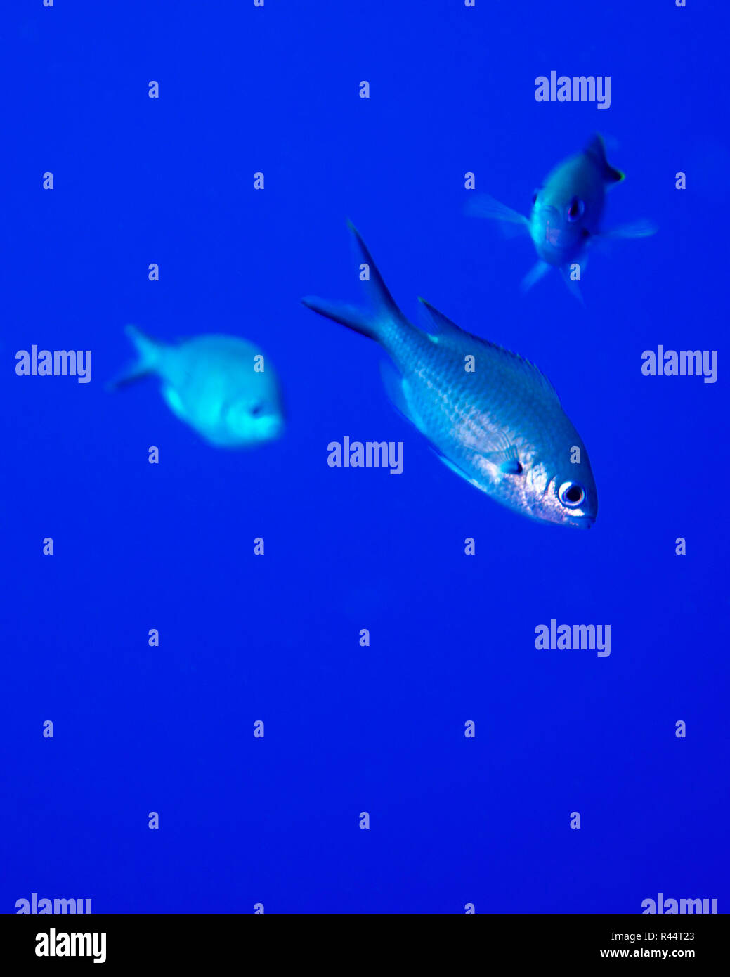 Chromis maldives hi-res stock photography and images - Alamy