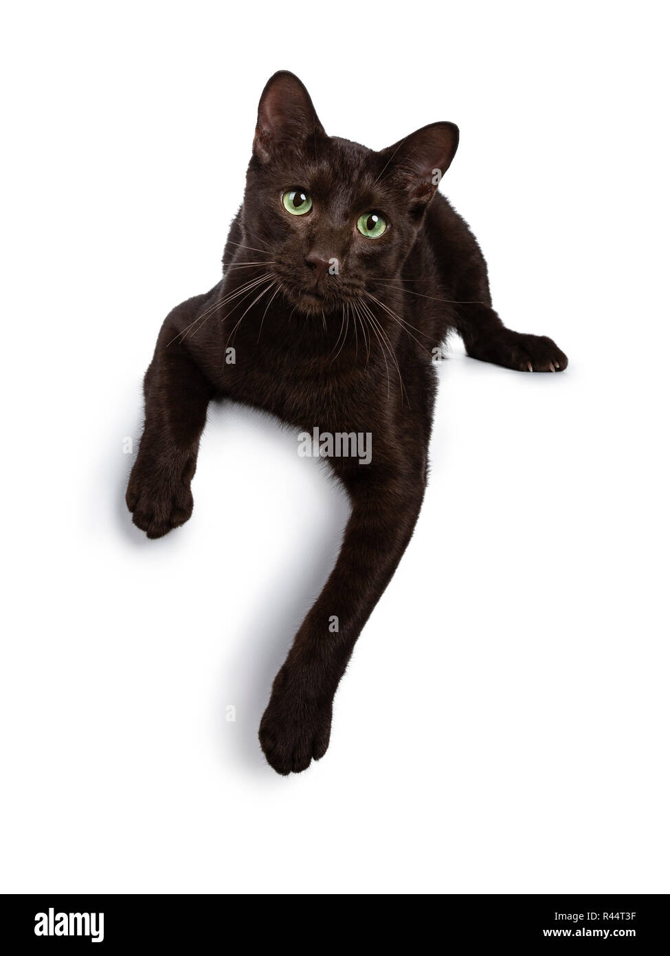 Paw hanging over the edge hi-res stock photography and images - Alamy