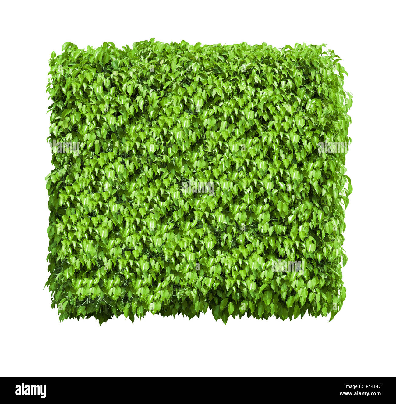 Box shaped bush isolated on white background Stock Photo - Alamy