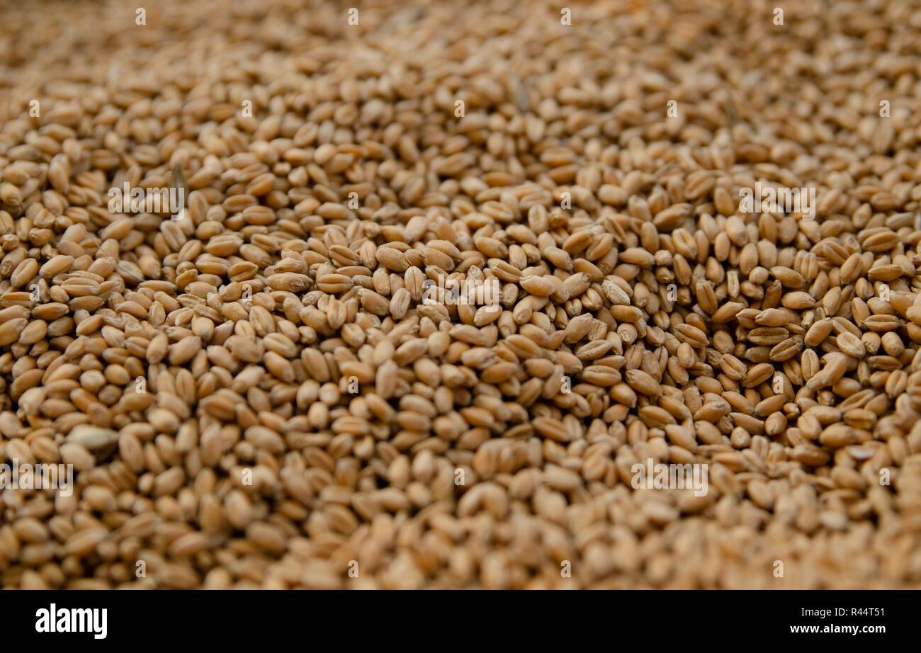 Close-up of wheat seeds. At a country fair a box full of seeds is on ...