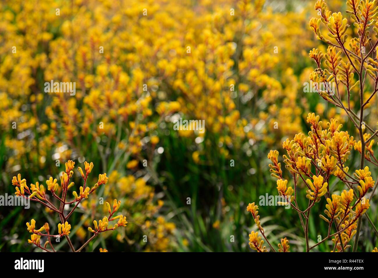 Meadow of bright yellow flowers in the northern Andes mountains of ...
