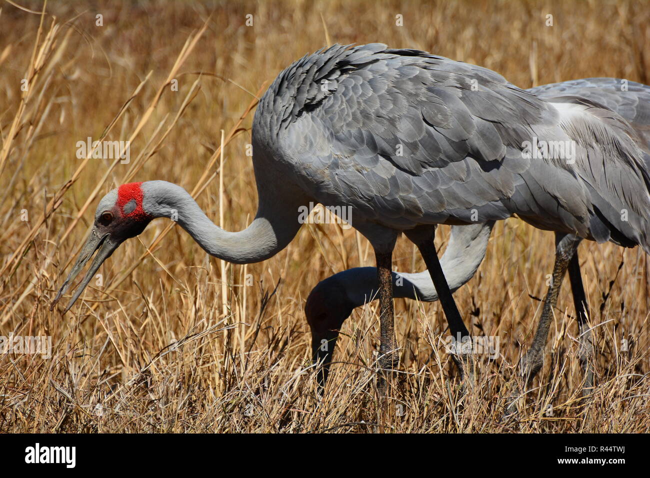 Brolga crane hi-res stock photography and images - Alamy