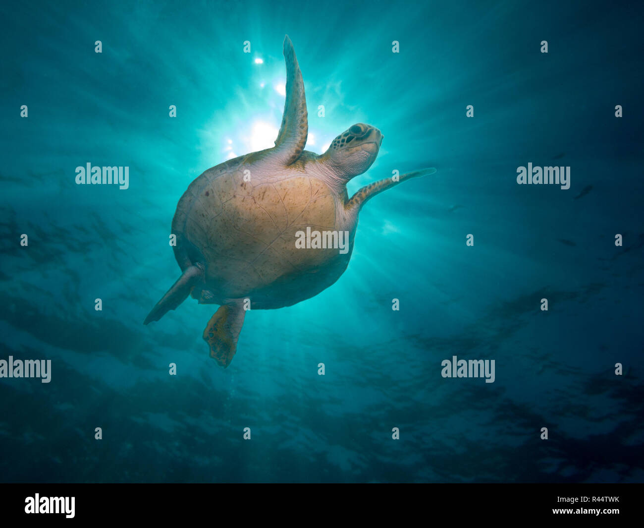 Â sea turtle emerges Stock Photo - Alamy