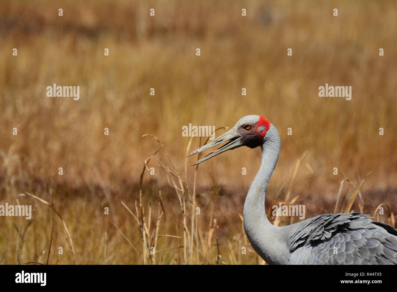 Brolga australian crane head hi-res stock photography and images - Alamy