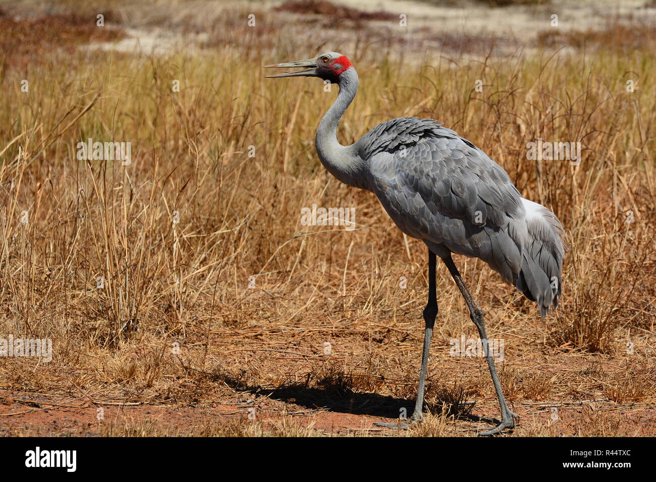 Brolga crane hi-res stock photography and images - Alamy