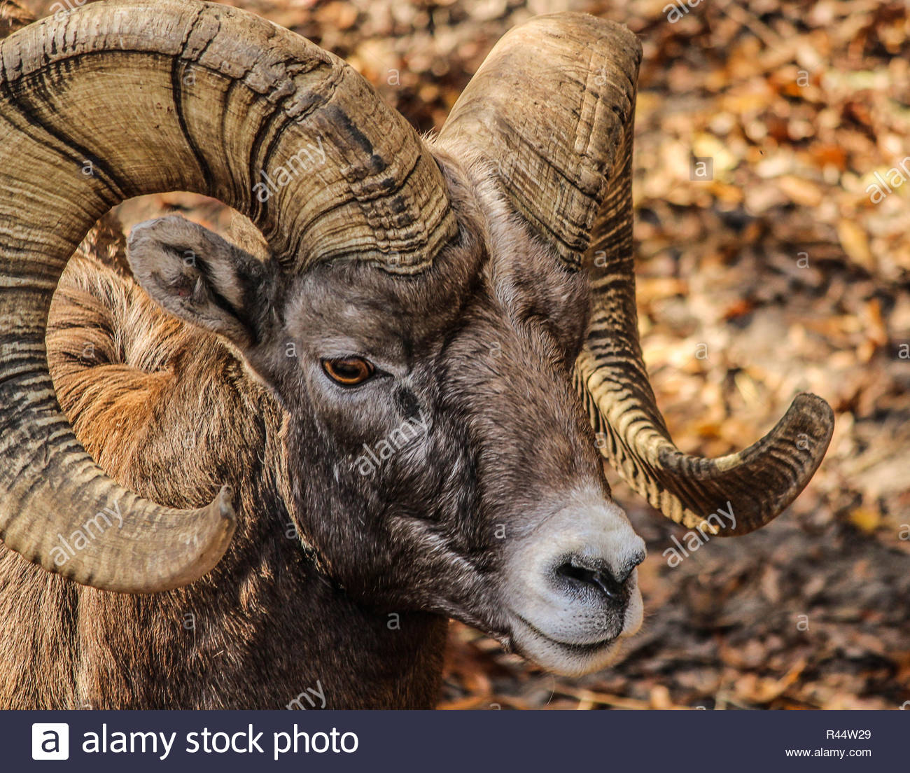 Bighorn Sheep Pair Stock Photos & Bighorn Sheep Pair Stock Images - Alamy