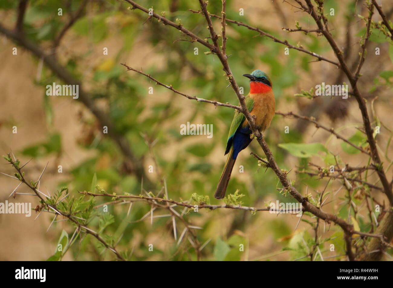 Red throated bee eater, Murchison falls, Uganda Stock Photo - Alamy