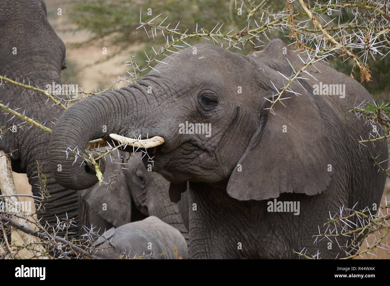 African elephant eating hi-res stock photography and images - Alamy