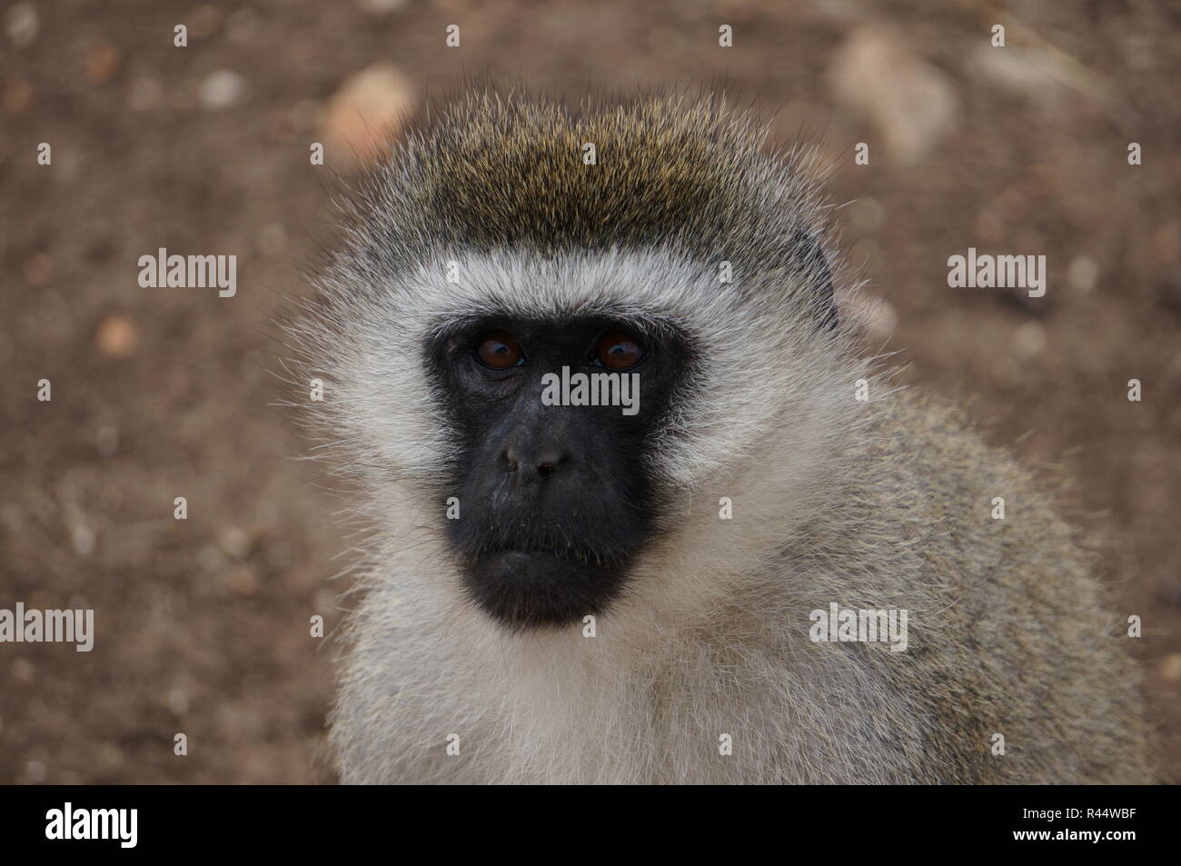 Plains monkey hi-res stock photography and images - Alamy