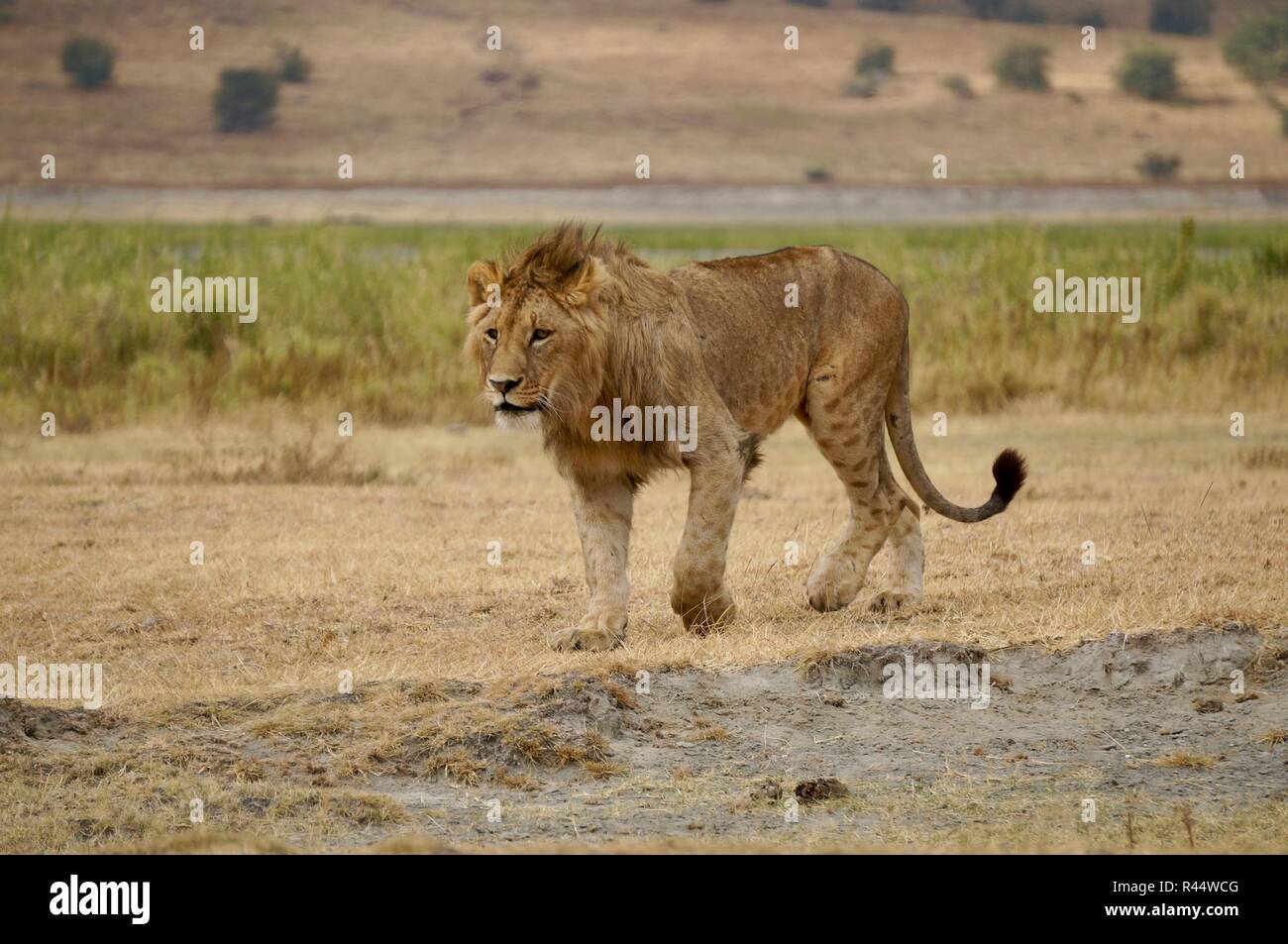 A young lion striding across the grasslands, Africa Stock Photo - Alamy
