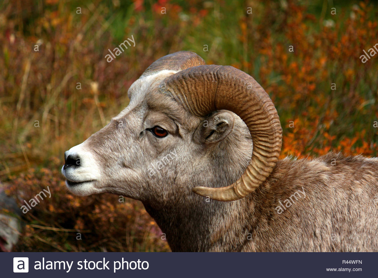 Bighorn Sheep Pair Stock Photos & Bighorn Sheep Pair Stock Images - Alamy