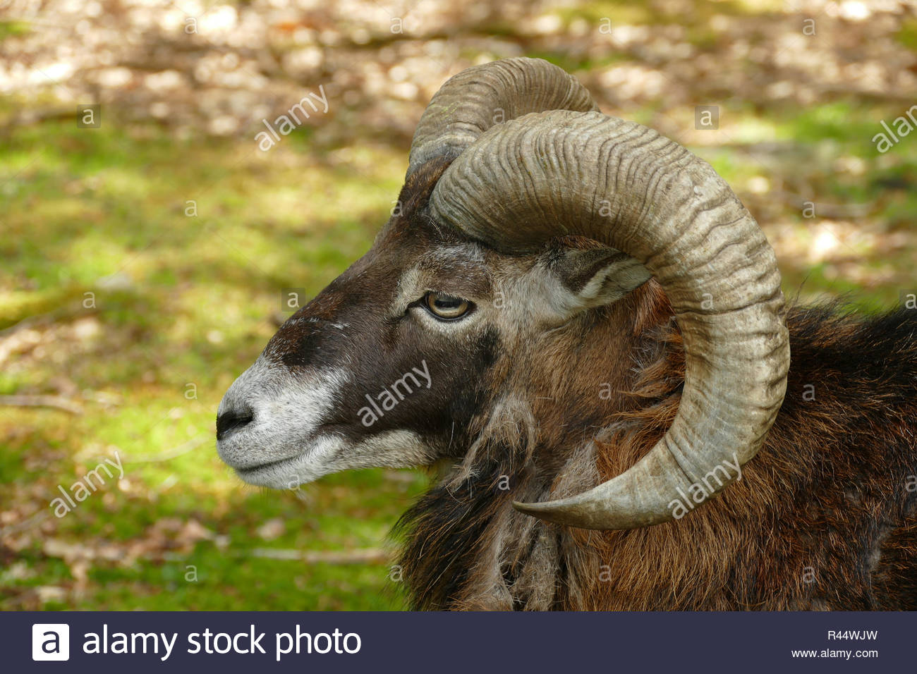 Sheep Hooves Stock Photos & Sheep Hooves Stock Images - Alamy
