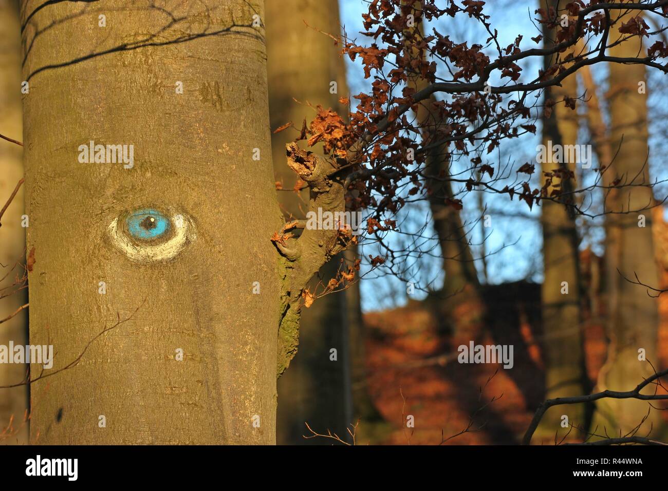 beech with eye Stock Photo - Alamy