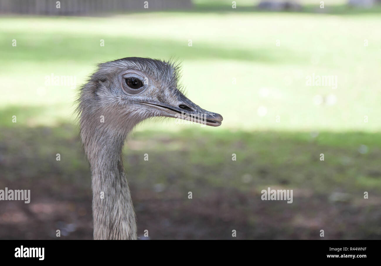 a nandu - the funny face of a nandu Stock Photo - Alamy
