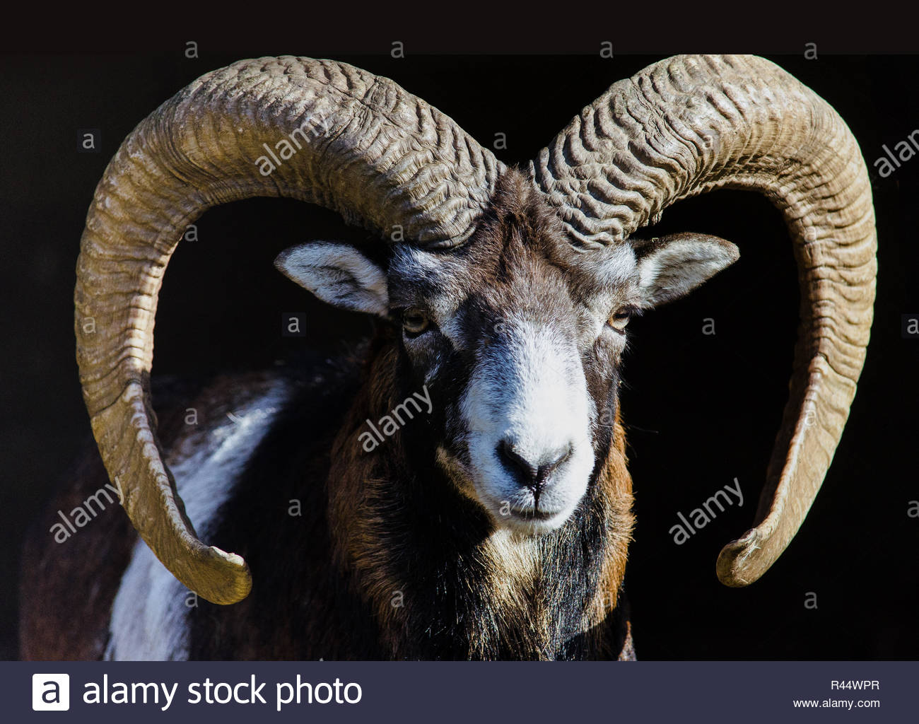 Bighorn Sheep Pair Stock Photos & Bighorn Sheep Pair Stock Images - Alamy