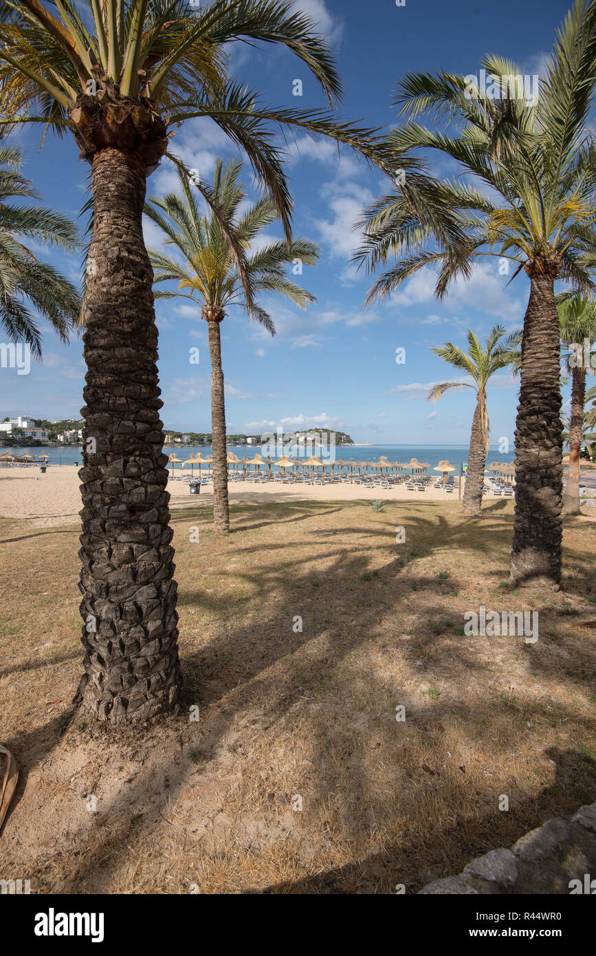 mallorca - palm tree in santa ponsa on the beach Stock Photo - Alamy