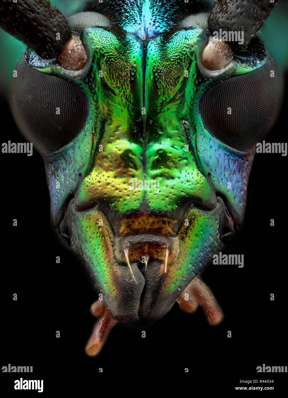 Animal iridiscente hi-res stock photography and images - Alamy