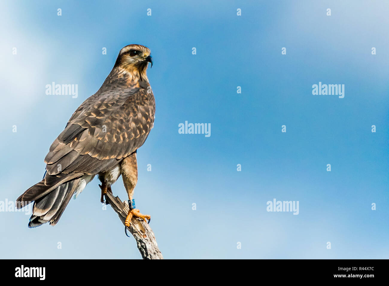 Marsh hawk hi-res stock photography and images - Alamy