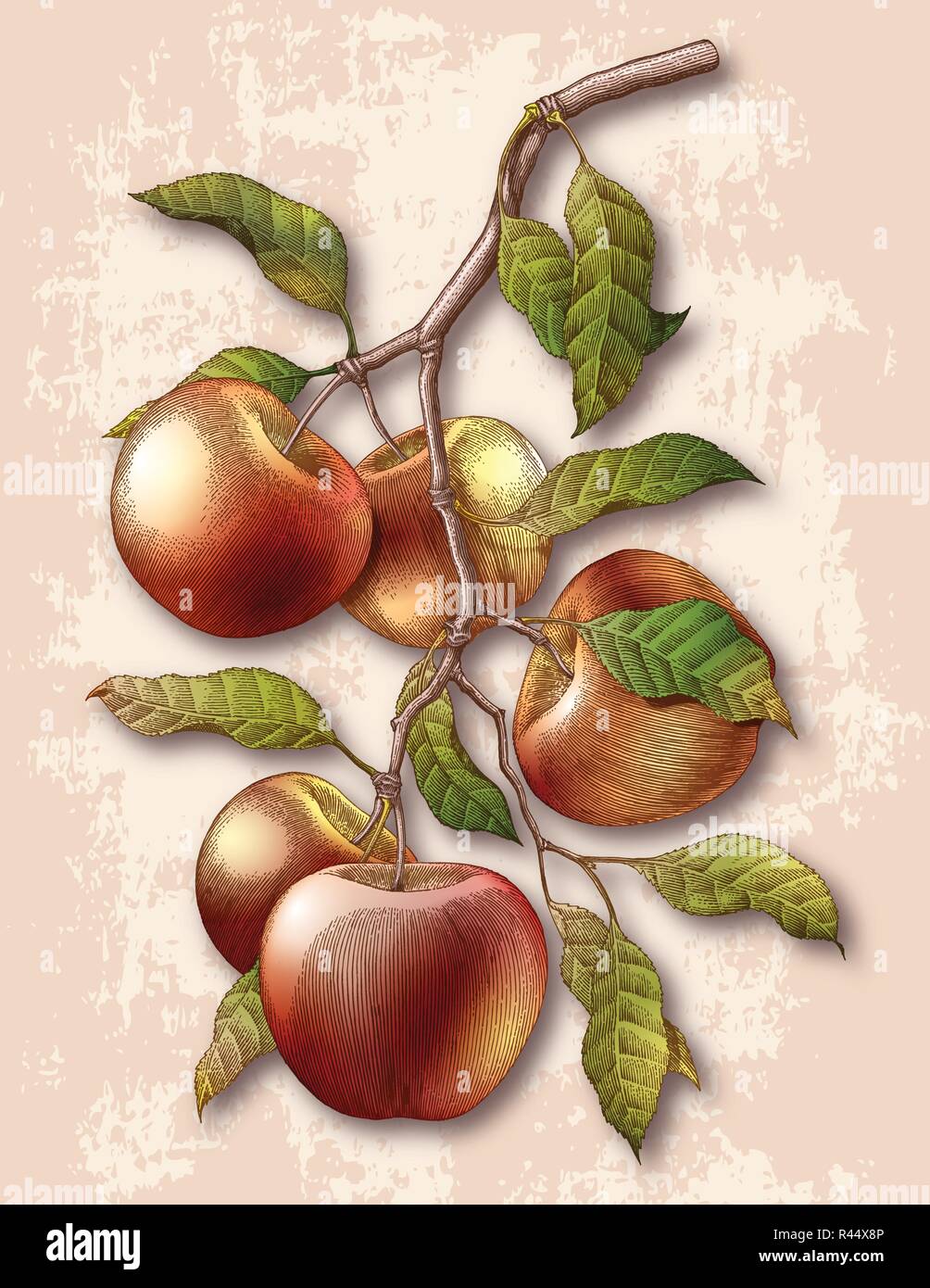 Apple branch hand drawing vintage engraving illustration isolate on ...