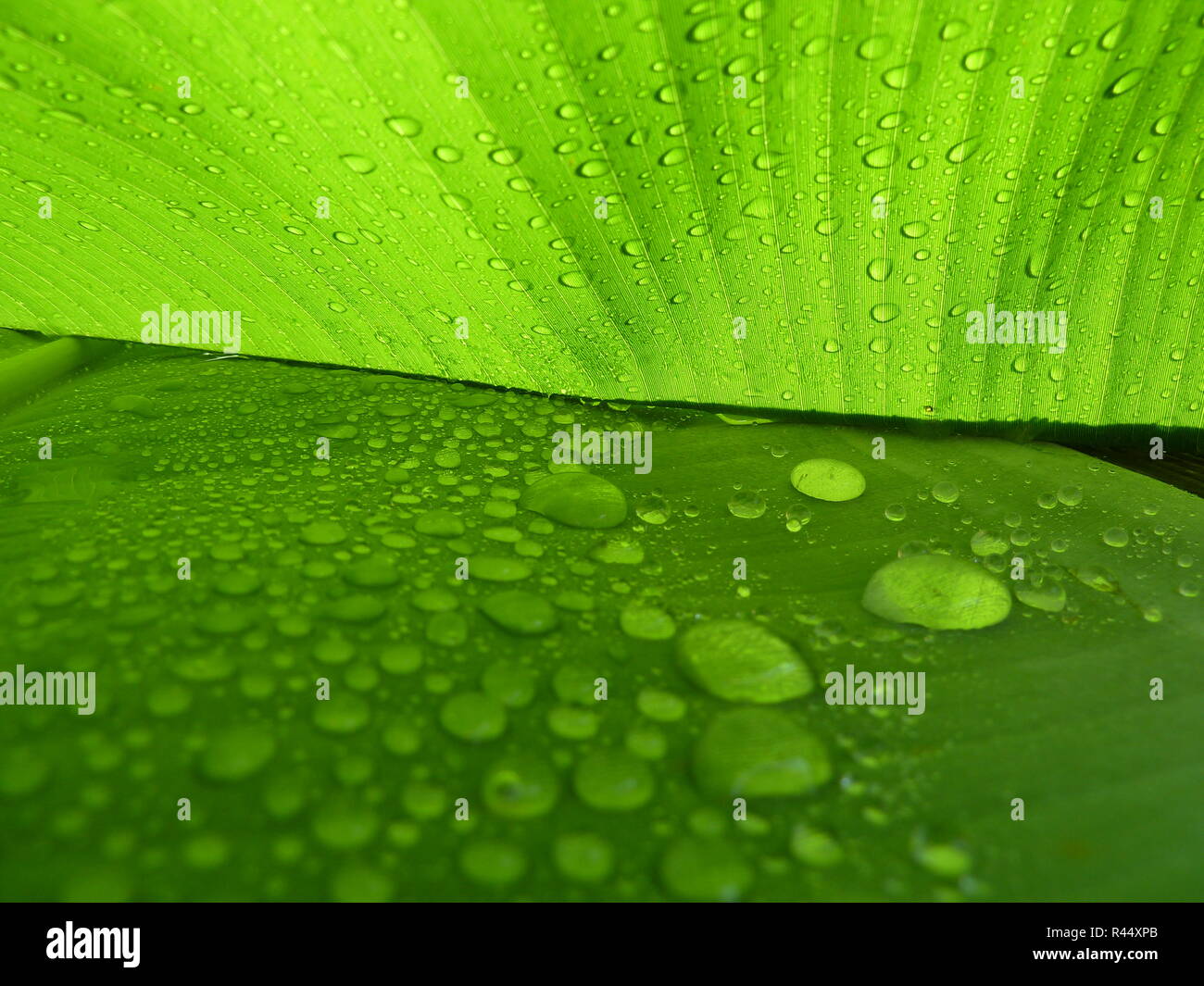 Immersed in flowers hi-res stock photography and images - Alamy