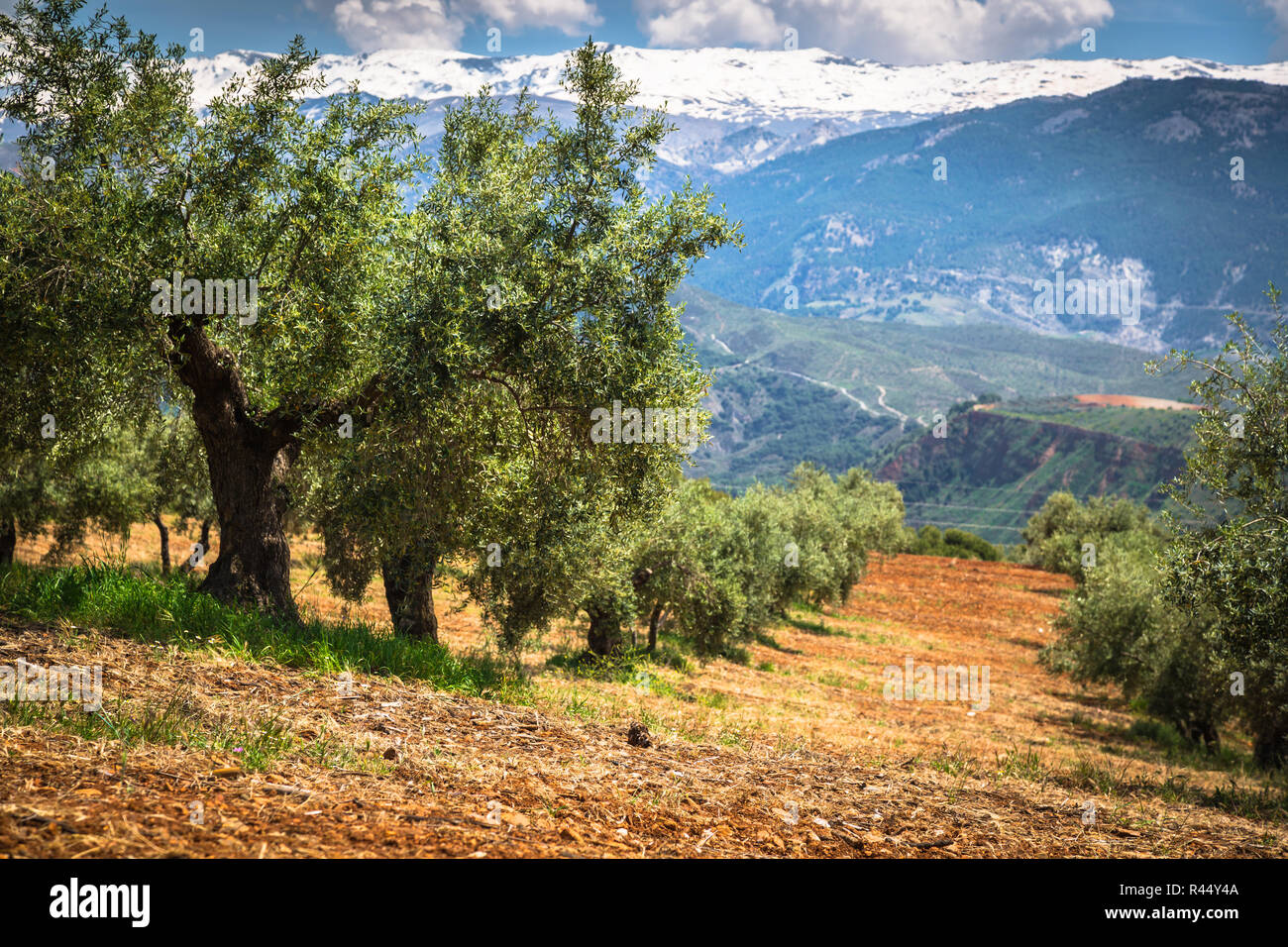 Beautiful valley old olive hi-res stock photography and images - Alamy