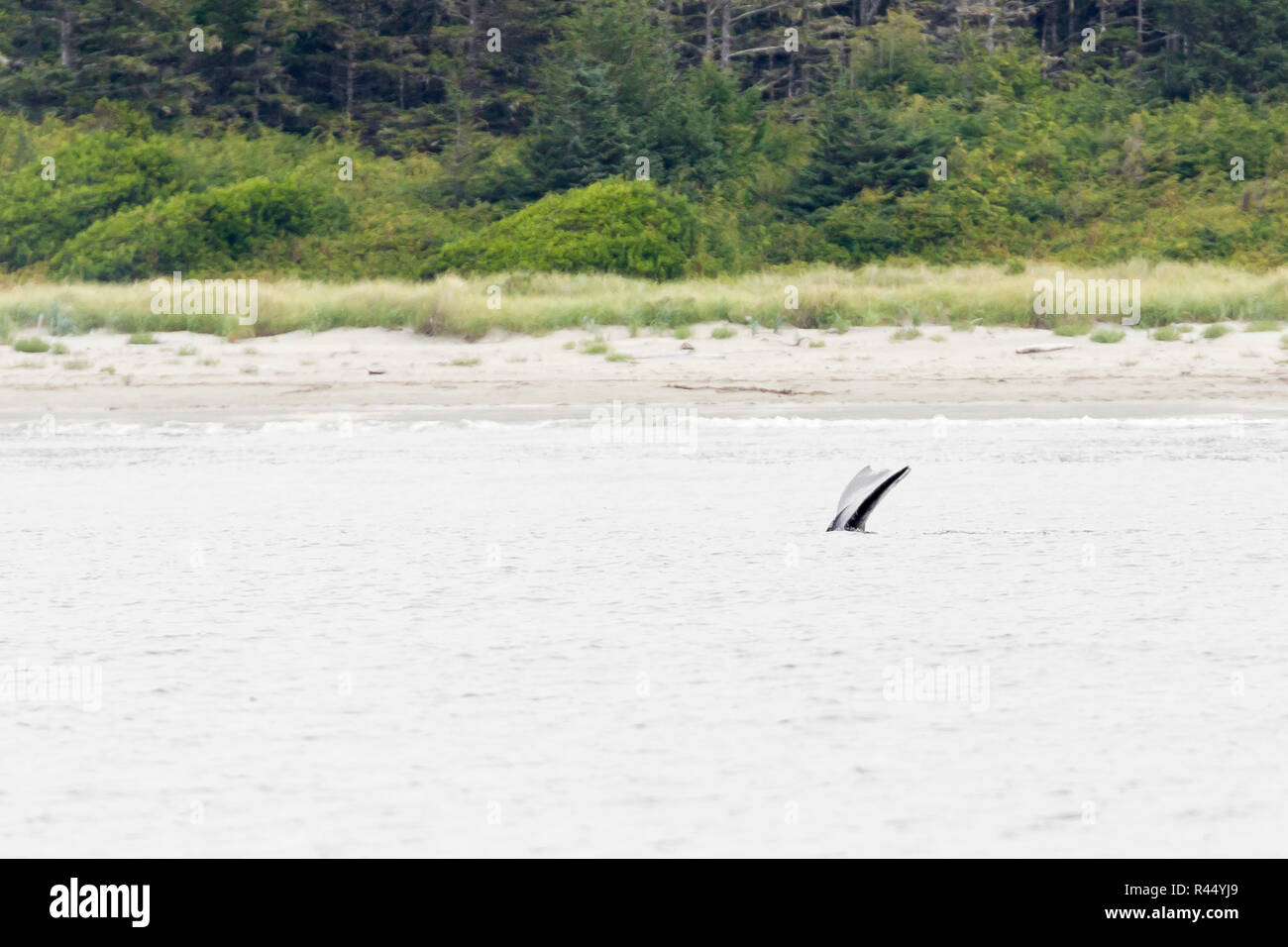 Pacific rim national park tofino whale hi-res stock photography and ...