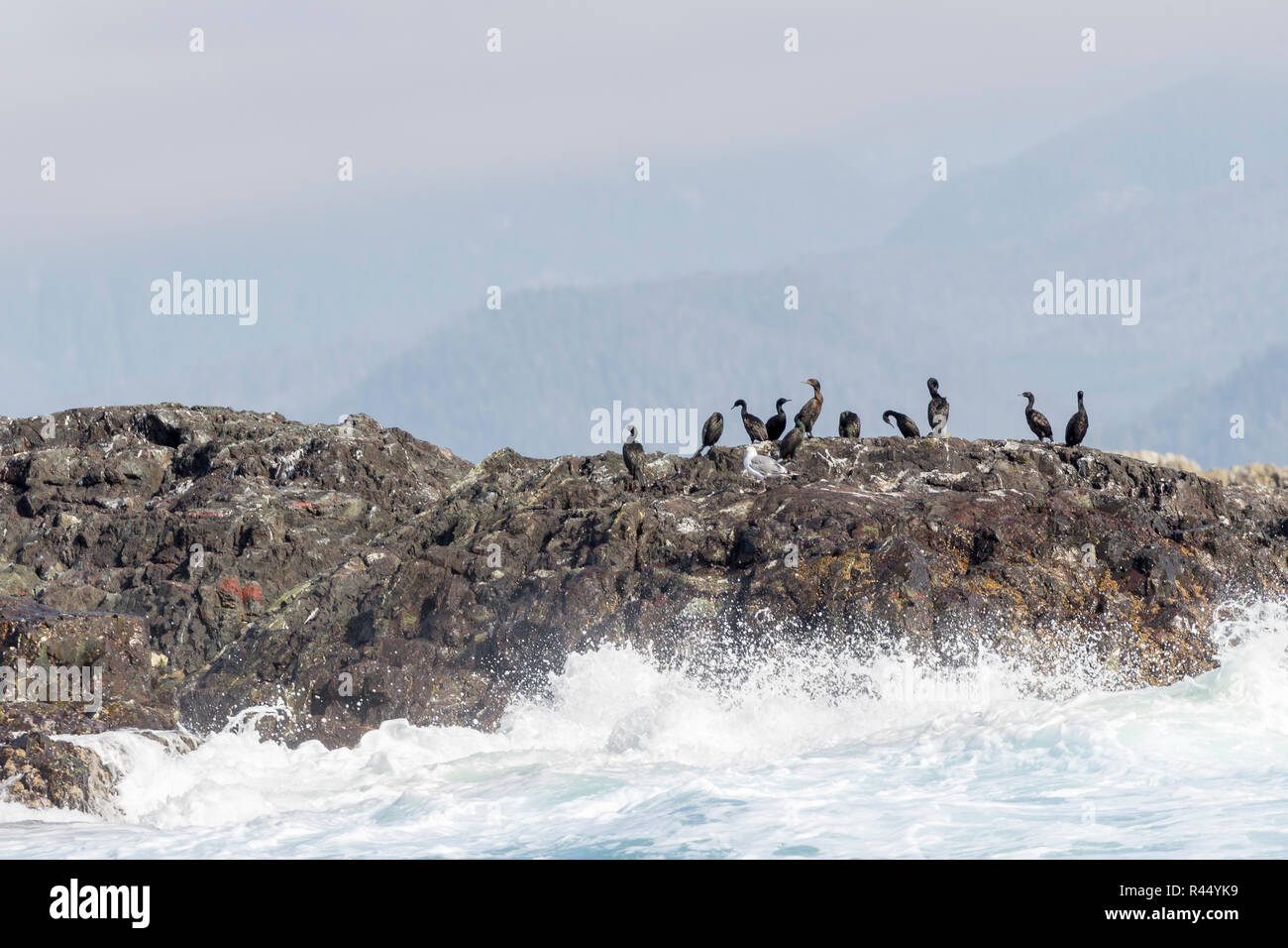 Vancouver island birdlife hi-res stock photography and images - Alamy