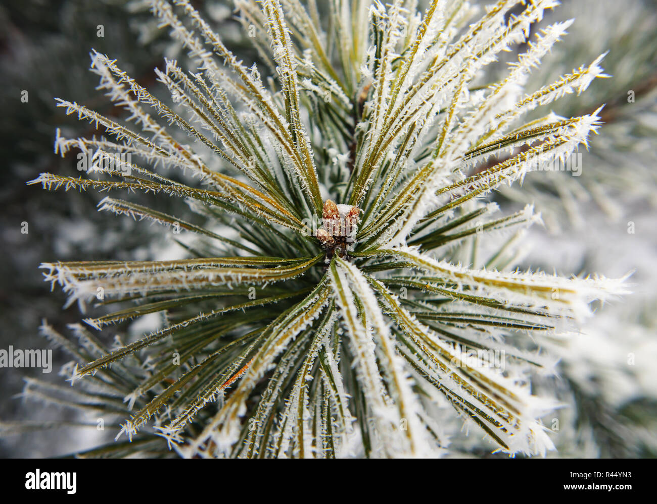 branches of fir tree strewn lightly with snow in January Stock Photo ...