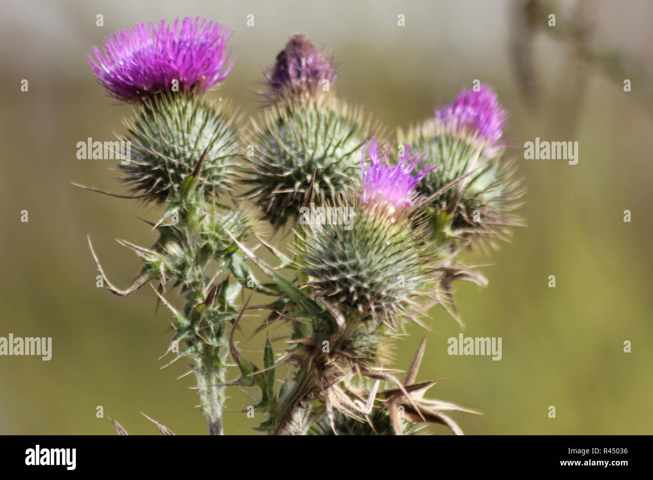 Thistle brick wall hi-res stock photography and images - Alamy