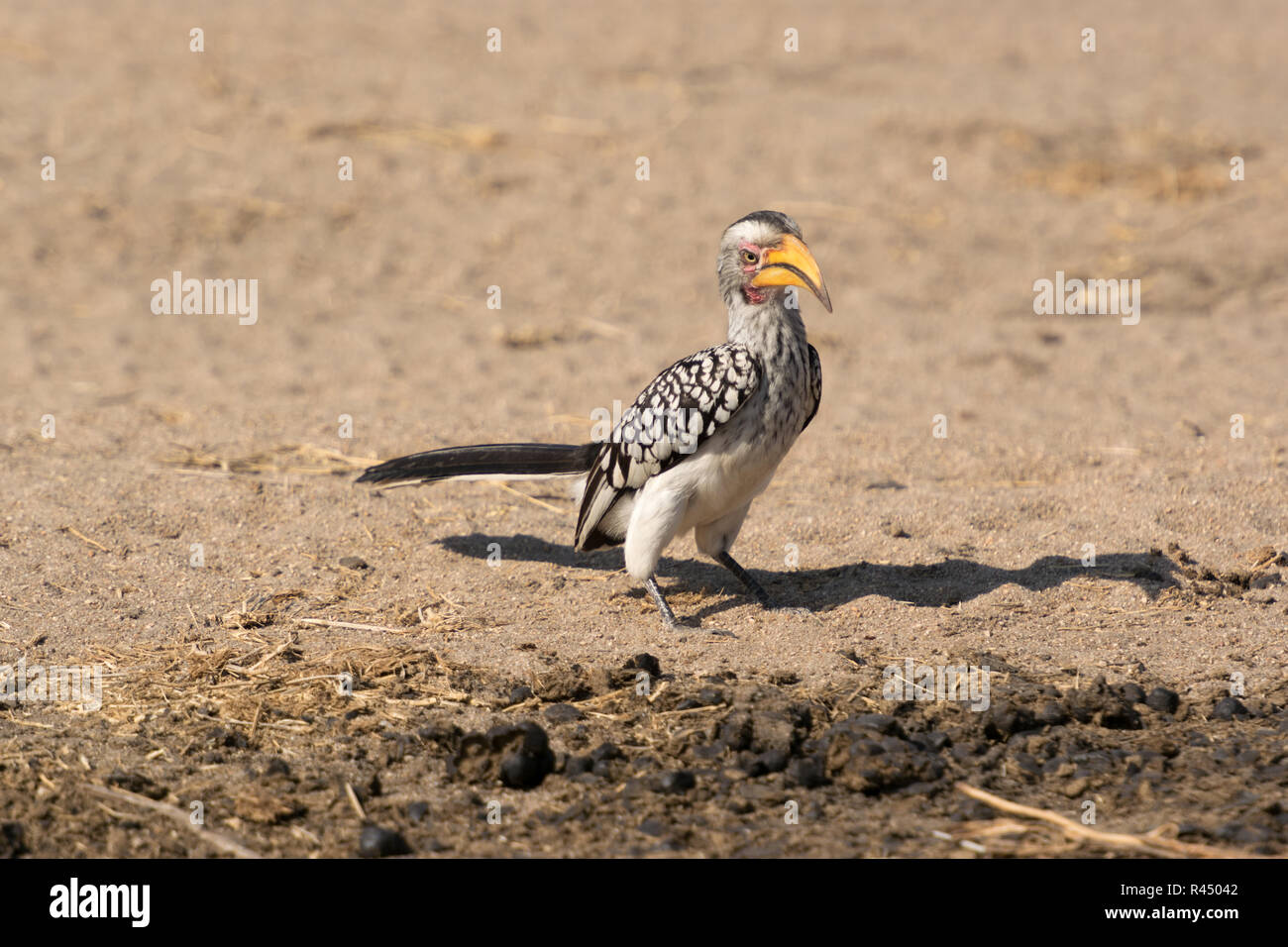Zazu bird hi-res stock photography and images - Alamy